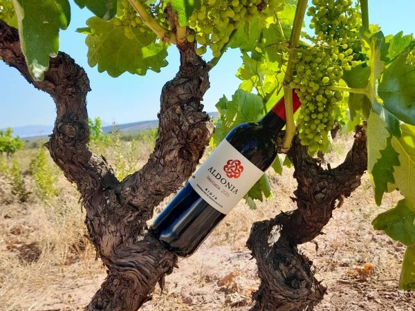 Aldonia, el vino de garnacha de La Rioja